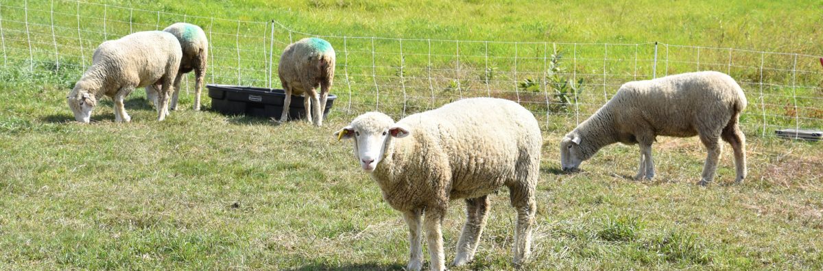 Home | Livestock