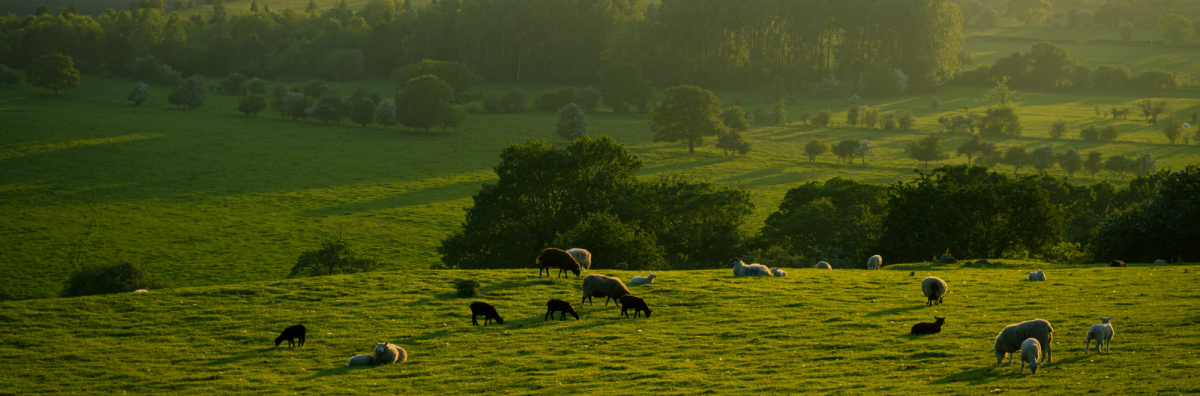 Home | Livestock